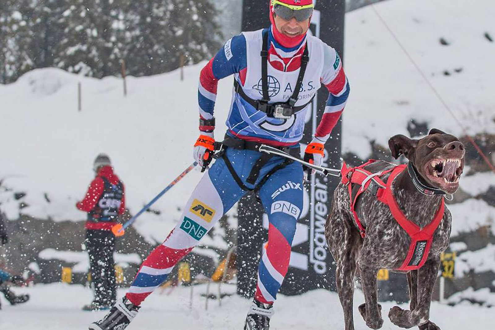 Skijoring And Pulk Harness Combined Harness Non-stop