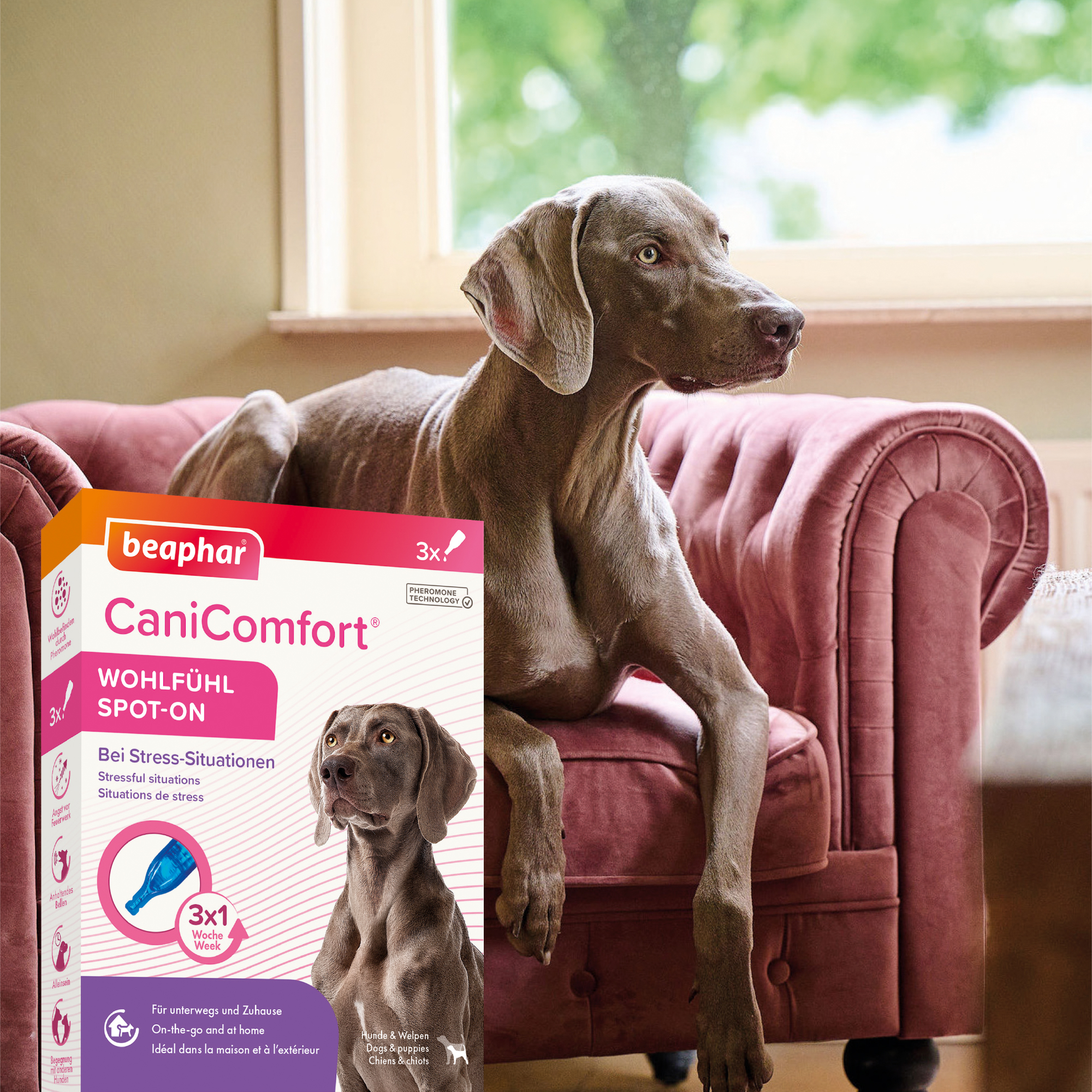 Beaphar CaniComfort® Calming Spot-On for Dogs - Beaphar